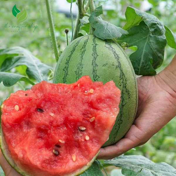 Crispy Watermelon Seeds – The Crafted Shop