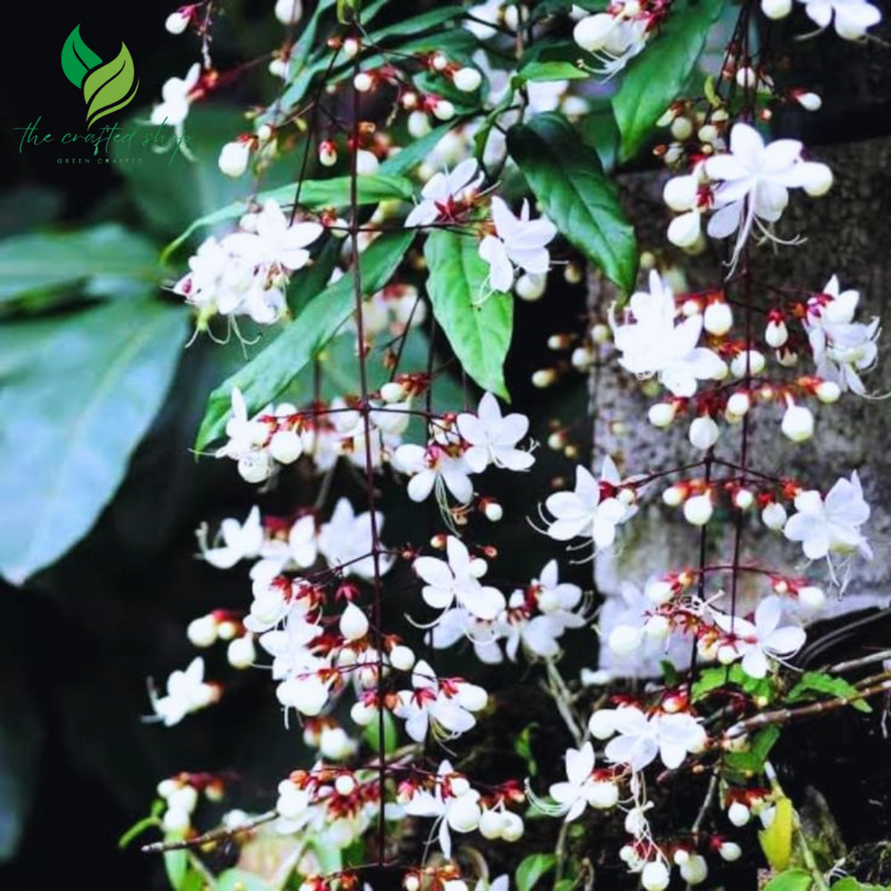 Clerodendrum Wallichii Plant (4–8 Inch Tall) – Elegant White Blooms fo ...