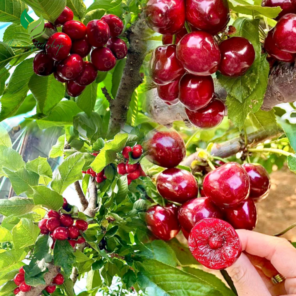 Dwarf Cherry Seeds – Compact Fruit Tree for Patio – The Crafted Shop