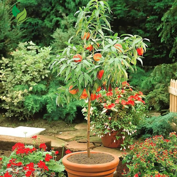Dwarf Peach Tree Seeds – The Crafted Shop