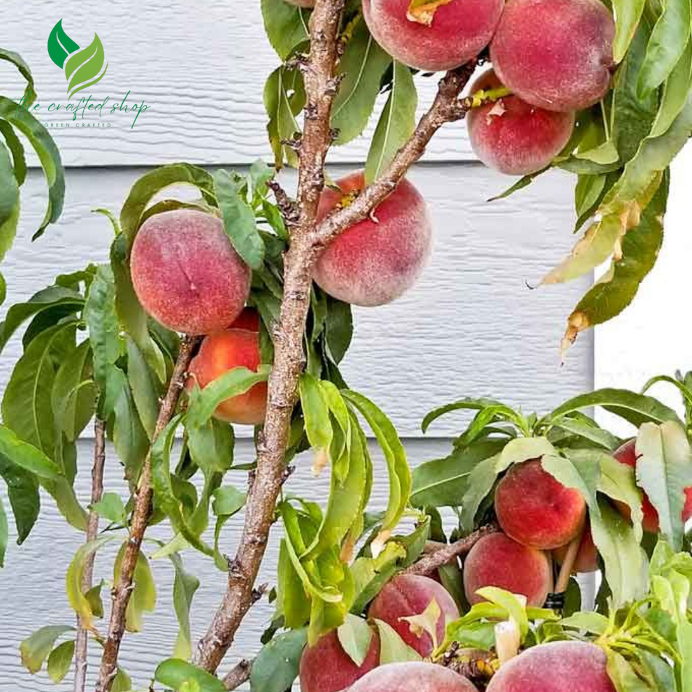 Dwarf Peach Tree Seeds – The Crafted Shop