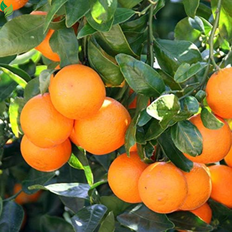 Honey Tangerine (Murcott Mandarin) Tree - 2-5 Inch Tall Live Plant ...